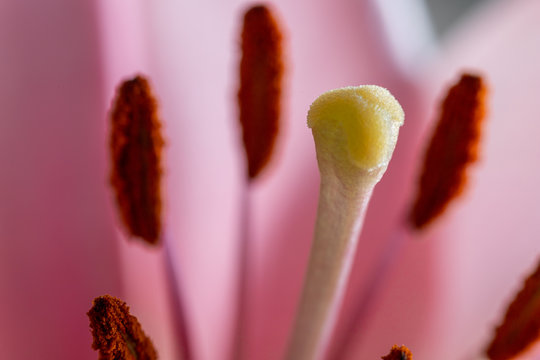 รูปภาพTepal – เลือกดูภาพถ่ายสต็อก เวกเตอร์ และวิดีโอ4,543 | Adobe Stock