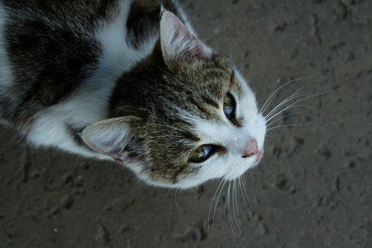 Kot Imagens – Procure 10,326 fotos, vetores e vídeos | Adobe Stock