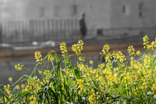 รูปภาพCharlock – เลือกดูภาพถ่ายสต็อก เวกเตอร์ และวิดีโอ2,316 | Adobe Stock