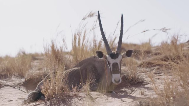 Imágenes de Orix: descubre bancos de fotos, ilustraciones, vectores y ...
