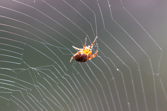 Spinne.spinnweben Bilder – Durchsuchen 11,026 Archivfotos ...