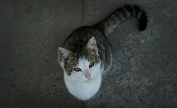 LAS 9,383 MEJORES IMÁGENES, FOTOS DE ARCHIVO Y VECTORES DE Kot | Adobe ...