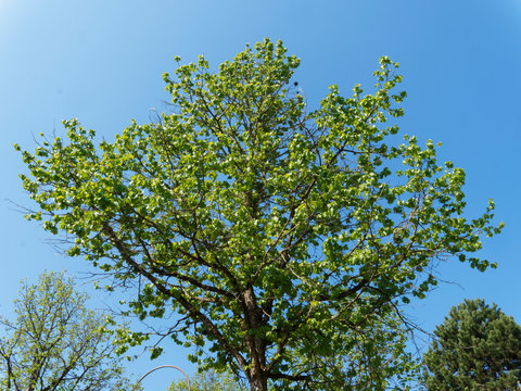 Turkish Filbert Leaf