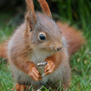 รูปภาพNagen – เลือกดูภาพถ่ายสต็อก เวกเตอร์ และวิดีโอ1,472 | Adobe Stock