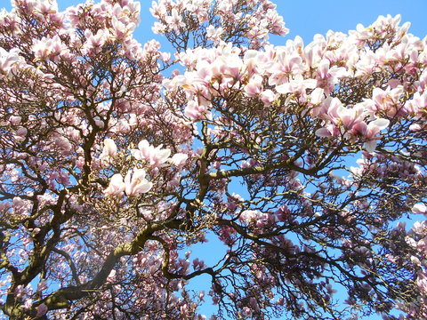 「Zierbaum」の画像 - 1,636 件の Stock 写真、ベクターおよびビデオ | Adobe Stock