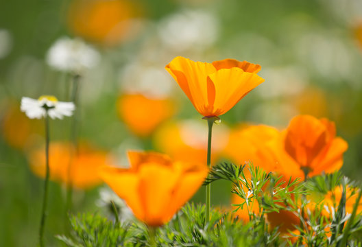 Barbara photos, images, assets | Adobe Stock