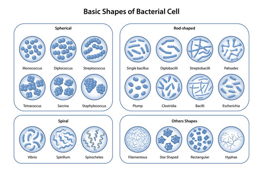 Imágenes de Monococcus: descubre bancos de fotos, ilustraciones ...