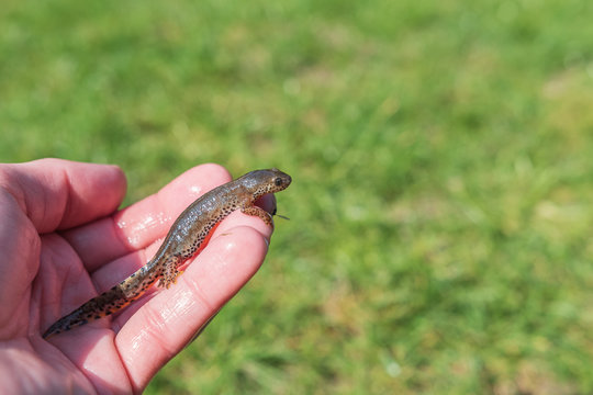 Natter 이미지 – 찾아보기 5,288 스톡 사진, 벡터 및 비디오 | Adobe Stock