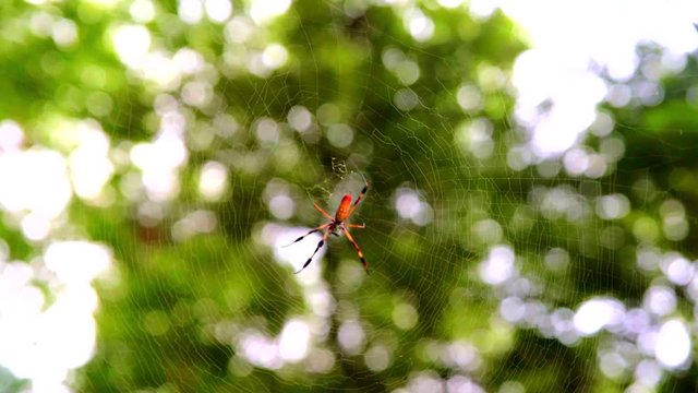"Hanging Spider" Images – Browse 282 Stock Photos, Vectors, and Video ...