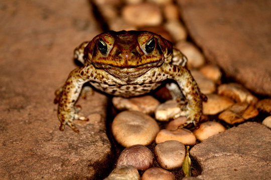 "Sapo Bilder – Durchsuchen 2,543 Archivfotos, Vektorgrafiken und Videos ...