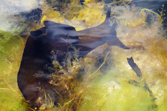 Anaspidea Bilder – Durchsuchen 626 Archivfotos, Vektorgrafiken und ...