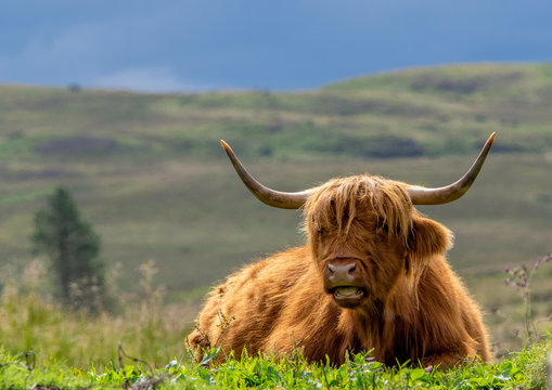 รูปภาพ"Scottish Cattle" – เลือกดูภาพถ่ายสต็อก เวกเตอร์ และวิดีโอ358 ...