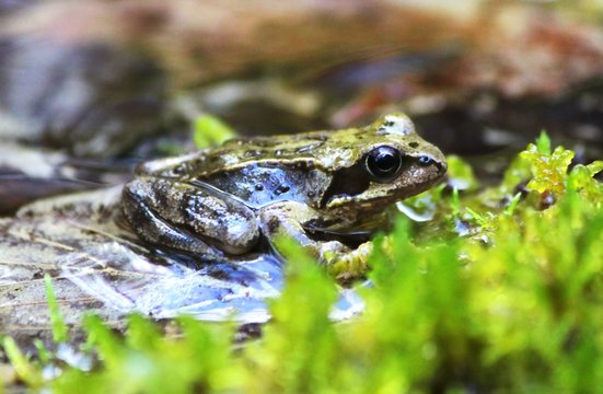 Froschlurch Bilder – Durchsuchen 301,307 Archivfotos, Vektorgrafiken und Videos | Adobe Stock