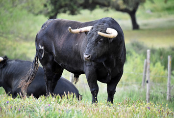 Imágenes, gráficos, vectores y vídeos libres de derechos de autor y ...