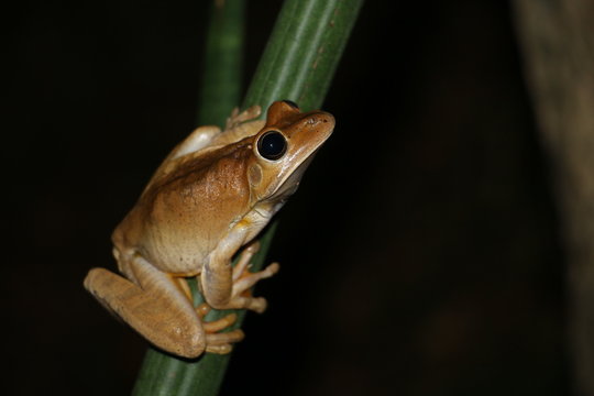 "Sapo Bilder – Durchsuchen 2,464 Archivfotos, Vektorgrafiken und Videos ...