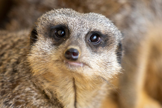 Mangusta 이미지 – 찾아보기 698 스톡 사진, 벡터 및 비디오 | Adobe Stock