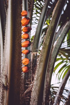 รูปภาพBorassus – เลือกดูภาพถ่ายสต็อก เวกเตอร์ และวิดีโอ1,314 | Adobe Stock
