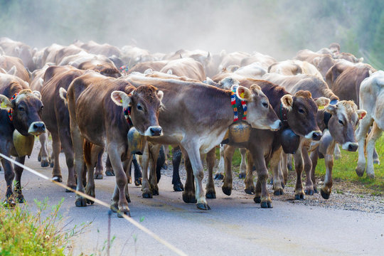Hirtenstock Bilder – Durchsuchen 774 Archivfotos, Vektorgrafiken und ...