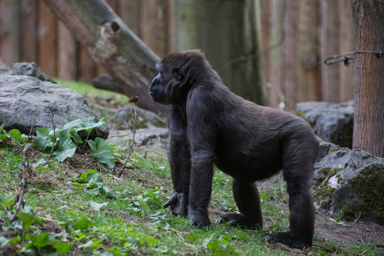 รูปภาพMenschenaffe – เลือกดูภาพถ่ายสต็อก เวกเตอร์ และวิดีโอ2,275 ...