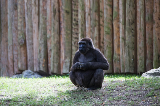 รูปภาพMenschenaffe – เลือกดูภาพถ่ายสต็อก เวกเตอร์ และวิดีโอ2,275 ...