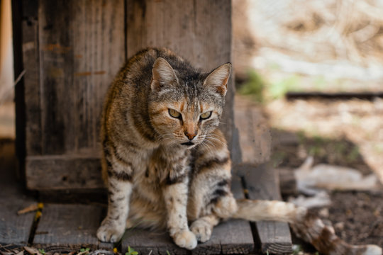 Can A Cat Be A Mutt