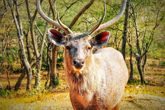 รูปภาพBarasingha – เลือกดูภาพถ่ายสต็อก เวกเตอร์ และวิดีโอ653 | Adobe Stock