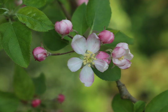 รูปภาพPommier – เลือกดูภาพถ่ายสต็อก เวกเตอร์ และวิดีโอ4,860 | Adobe Stock
