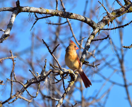 Blue Cardinal Bilder – Durchsuchen 13,575 Archivfotos, Vektorgrafiken ...