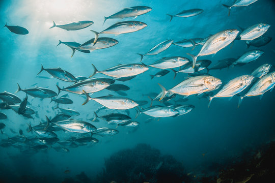 LAS 16,231 MEJORES IMÁGENES, FOTOS DE ARCHIVO Y VECTORES DE Cardumen ...