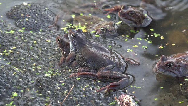 Hoptoad bilder – Bläddra bland 556 stockfoton, vektorer och videor ...