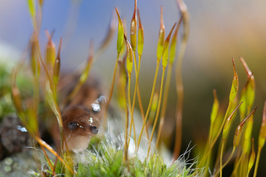 รูปภาพWurm – เลือกดูภาพถ่ายสต็อก เวกเตอร์ และวิดีโอ7,227 | Adobe Stock