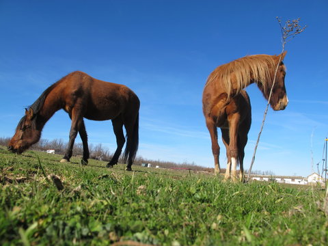 Imagens de Potrillo – Explore Fotografias do Stock, Vetores e Vídeos de ...