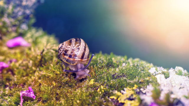 Snail Bed Bilder – Durchsuchen 722 Archivfotos, Vektorgrafiken und ...