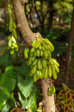 "Cucumber Tree" Images – Browse 862 Stock Photos, Vectors, and Video ...