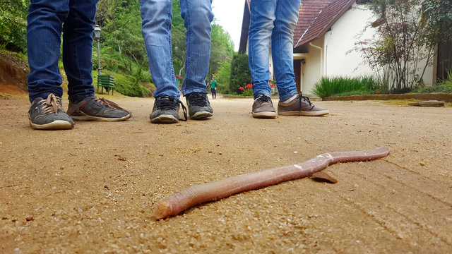 รูปภาพAmphisbaenia – เลือกดูภาพถ่ายสต็อก เวกเตอร์ และวิดีโอ147 | Adobe ...