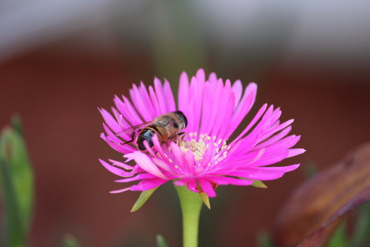 「Floricultura」の画像 - 1,114 件の Stock 写真、ベクターおよびビデオ | Adobe Stock