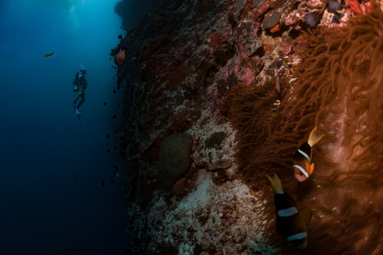 "Tropical Life" Images – Browse 564 Stock Photos, Vectors, and Video ...