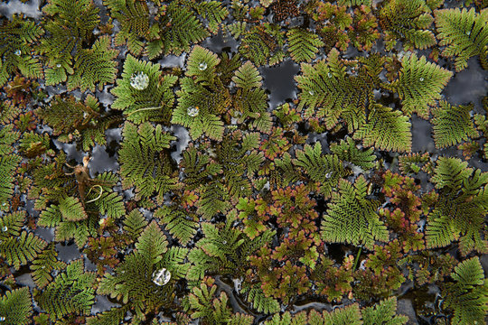 「Azola」の写真素材 | 12件の無料イラスト画像 | Adobe Stock