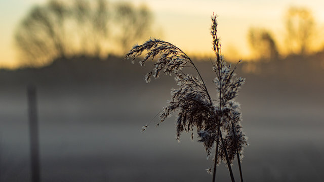 Trzcina 이미지 – 찾아보기 2,202 스톡 사진, 벡터 및 비디오 | Adobe Stock
