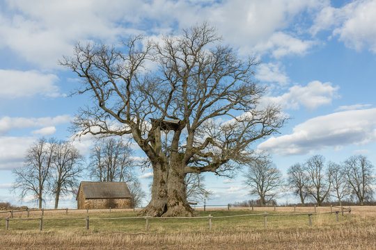 "Old Oak Tree" Images – Browse 629 Stock Photos, Vectors, and Video ...