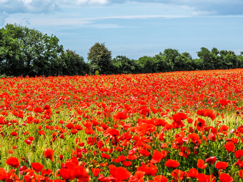 Flanders Field