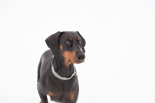 รูปภาพPincher – เลือกดูภาพถ่ายสต็อก เวกเตอร์ และวิดีโอ297,087 | Adobe Stock