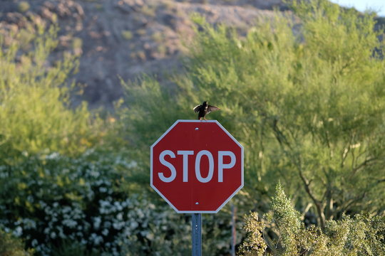 Stop-Schild Bilder – Durchsuchen 99,792 Archivfotos, Vektorgrafiken und ...