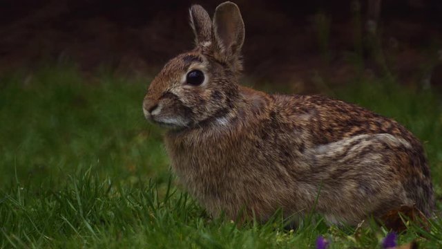Cottontail Images – Browse 15,502 Stock Photos, Vectors, and Video ...