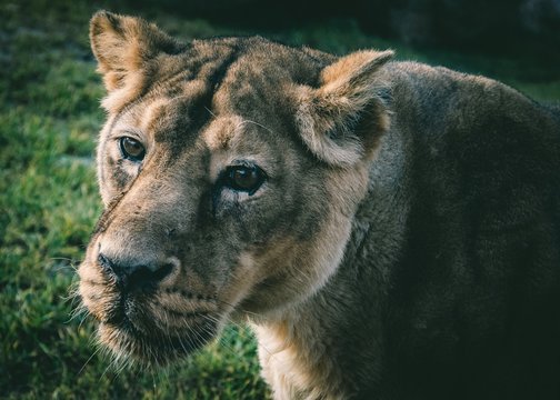 รูปภาพLwica – เลือกดูภาพถ่ายสต็อก เวกเตอร์ และวิดีโอ422 | Adobe Stock