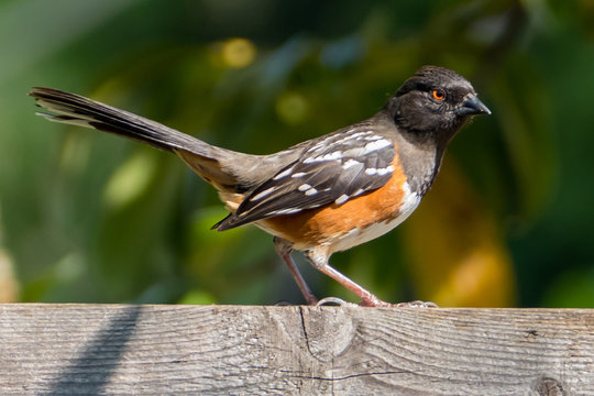 Perching Images – Browse 1,757,448 Stock Photos, Vectors, and Video ...