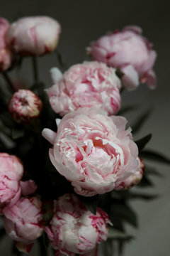 Piones 이미지 – 찾아보기 281 스톡 사진, 벡터 및 비디오 | Adobe Stock