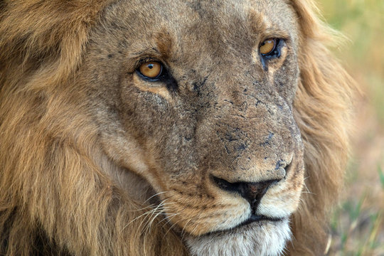 รูปภาพ"Melena – เลือกดูภาพถ่ายสต็อก เวกเตอร์ และวิดีโอ2,694 | Adobe Stock