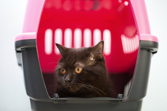 Dansky Images – Browse 11 Stock Photos, Vectors, and Video | Adobe Stock