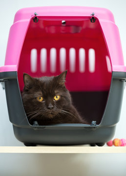 Dansky Images – Browse 11 Stock Photos, Vectors, and Video | Adobe Stock